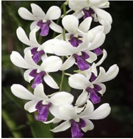 Subhiksha Gardens Subhiksha Wooleng Healthy Hybrid Dendrobium Blooming ...