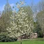 Amazon.com : Carolina Silverbell Tree Seeds : Tree Plants : Patio, Lawn ...
