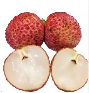 Cloud Farm "Late Seedless Litchi "Grafted hybrid - 1 Healthy Live Super ...