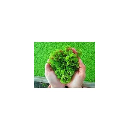 azolla seeds live plant seeds/floating plant seeds pack of 50 : Amazon ...
