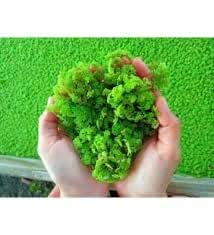 Azolla seeds live plant seeds,floating live plant seed (pack of 350 ...