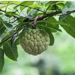 Mphmi Live Plant Nursery NCR Plants Sour Soup Fruit Lakshman plant Phal ...