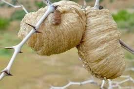 Amazon.com : Praying Mantis Egg Casings - (40 Bulk) - Medium Size - New ...