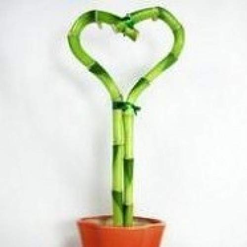 Mphmi Seedless Plant Indoor Plants Heart Shape Lucky Bamboo : Amazon.in ...