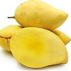 GREEN VOLCANO 'Taiwan F1 Mango'' Rare Mango Fruit 1 Grafted Live Plant ...