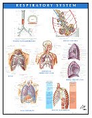 Respiratory System Chart (Netter Charts) : Netter, Frank H.: Amazon.co ...