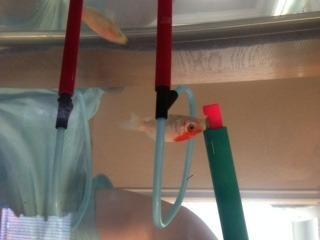 Amazon.com : R2 Fish School Complete Fish Training Kit : Science Kit ...