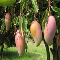 N.G.M.AGROCARE Imported Grafted Kujai/Qjai Mango plant (Pack of 2 ...