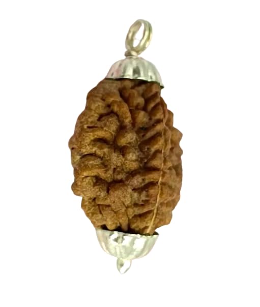 SRT Rudra 2 Mukhi Rudraksha Original Certified 2 Face Rudraksha Pendant ...