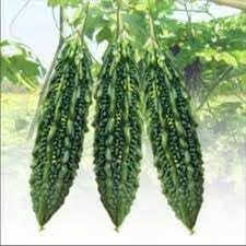 Bitter Gourd Karela Vegetable Seed,/ucche vegetable seeds 10 per pack ...