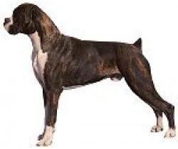 Amazon.com : Boxer Brindle Sticker-Decal : Patio, Lawn & Garden