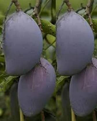 Original Black Stone Mango Fruit Tree Plant, Hybrid Grafted Baromashi ...