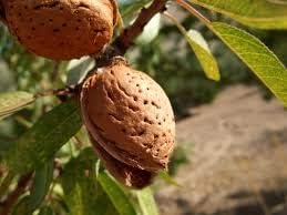zumari 5 Sweet Almond Tree Seeds : Amazon.co.uk: Garden