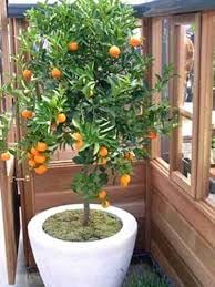 SVM SHOP China Orange (Sweet) Grafted Healthy Live Plant : Amazon.in ...