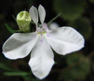 Amazon.com : 200 WHITE LOBELIA REGATTA Lobelia Erinus Flower Seeds ...