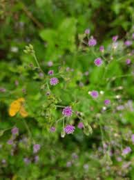Buy Shrishah Organic Sahadevi / Vernonia-Cinerea / Purple Fleabane Leaf ...
