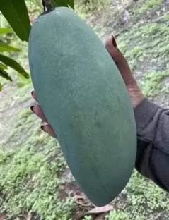 Cloud Farm Live Fazli Mango Grafted Fruit Plant - Healthy Outdoor Plant ...