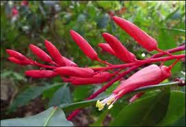 Buy Shrisha Organic Quassia (Quassia Amara ) Extract Tablets-180 ...