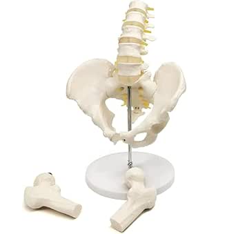 1pcs Life Size Male Pelvis Model with Flexible Lumbar Spine ...