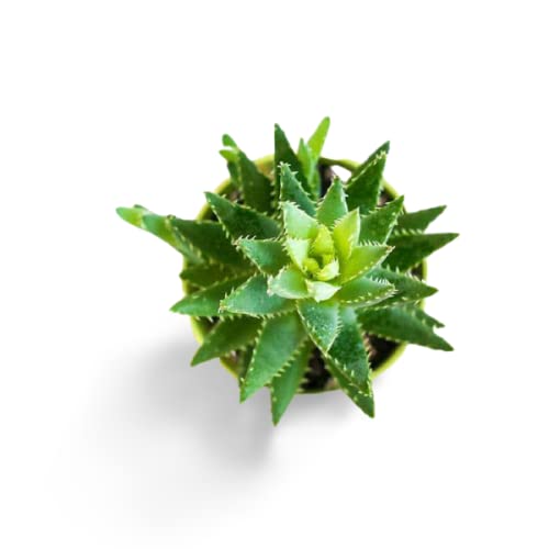 Creative Farmer Succulent Plant Aloe Pepe Dwarf Low Light Plants Indoor ...