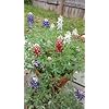 Amazon.com : MITRAEE 100 Texas Maroon Bluebonnet Flower Seeds : Patio ...