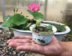 Japan lotus seeds dwarf variety Pack of 26 seeds : Amazon.in: Garden ...