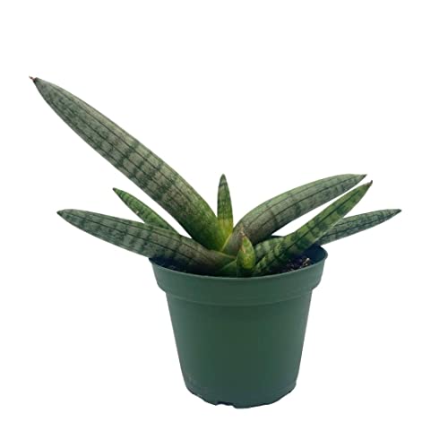 Sansevieria Boncel - How to grow & care