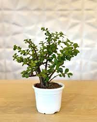 Jade Mini live plant (pack of 1) : Amazon.in: Garden & Outdoors
