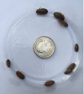 Amazon.com : 100 Small Discoid Roaches (1/4 to 1/2 inch) : Pet Supplies