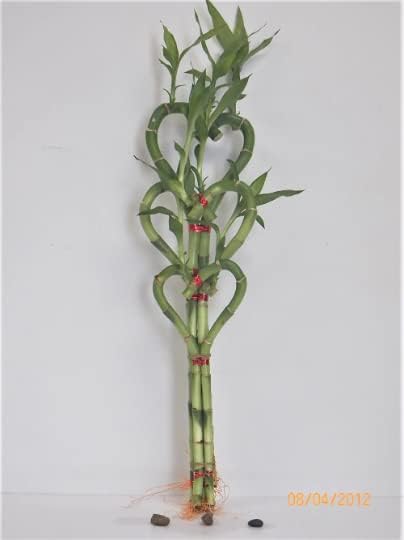Amazon.com: Triple Heartshape Lucky Bamboo -Unique Live Plants ...