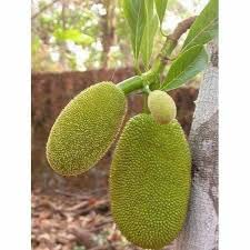 Viyetnam Kathal tree Plant AllTime short time growing- Grafted/Hot/Warm ...