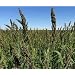 Amazon.com : Premium Japanese Millet Seed 50 lbs - Fast-Growing ...