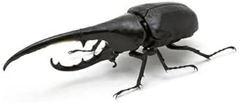 Amazon.co.jp: Gacha Hercules Hercules (black) Kabutomushi Ikimono Large ...