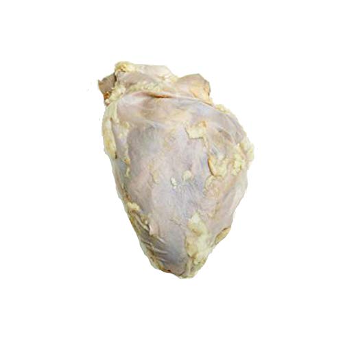 Anatomy Lab Preserved Sheep Heart Specimen with Pericardium, Plain ...