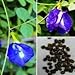 Shankupushpi (Blue Single Petal) Aparajitha/Sangu Poo/Clitoria Ternatae ...