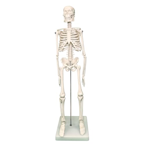 PHYSIQUE Mini Human Skeleton Model - Human Body Skeleton, Perfect for ...