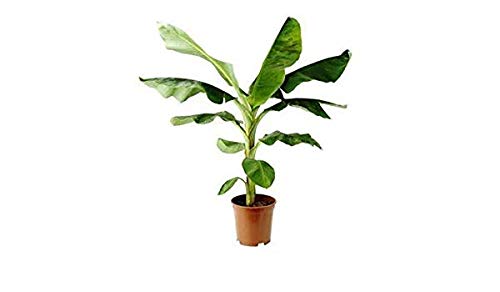 Plants Point Fruit Live Plant - Rare Kerala Nentran/Etha Vazha Variety ...
