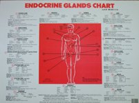 Buy ENDOCRINE GLAND CHART, By Norman Walker Online at desertcartINDIA