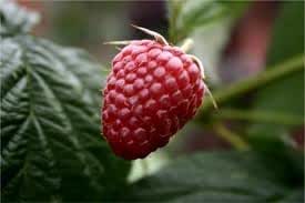 Pack of 5 Raspberry Canes 'Polka' Primacane Raspberry Plant - Potted in ...