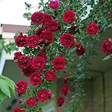 Gurveplantationi Live Climbing Rose Plant – Fragrant Vining Rose for ...