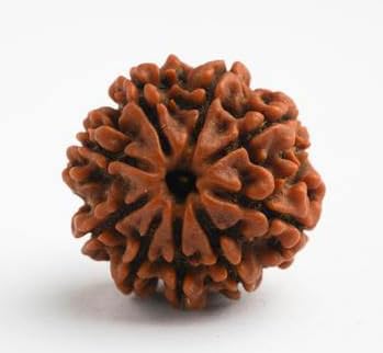 FINE GEMS Nine Face Rudraksha Original Certified by IGL Durable 9 मुखी ...