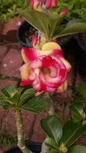 Hybrid adenium live plant pack of 5 : Amazon.in: Garden & Outdoors
