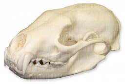 Amazon.com: Fisher Skull (Natural Bone Quality A) : Toys & Games