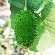 Spiny gourd seeds desi,100% germination (20 seeds) : Amazon.in: Garden ...