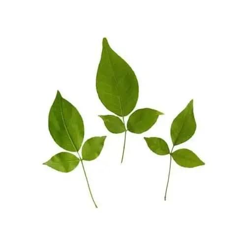 INDVIK Bel Patta Or belapatra Leaf 108 Nos. for Puja and Medicinal Uses ...
