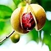 RISHIKA PLANT HOUSE Nutmeg/Jaifal Myristica/Javitri/Jaiphal Spice Fruit ...
