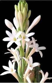 Rajanigandha flower plants bulbs,100% (12 bulbs) : Amazon.in: Garden ...
