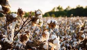 Kapas cotton seeds,100% germination (60 seeds) : Amazon.in: Garden ...