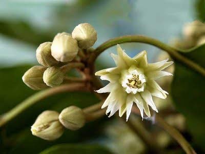 GREEEN Earth Bakul Flower Plant Mimusops Maulsari Elanji Spanish Cherry ...