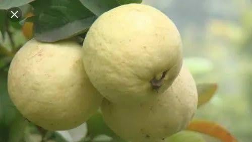 STAR PLANT Seedless Hybrid Guava - 1 Healthy Live 'White Indonesian ...